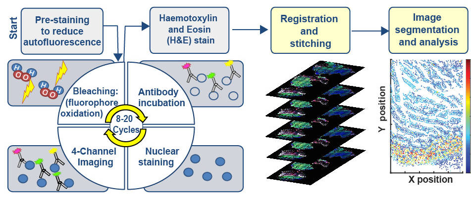 Methods and Reagents | CyCIF