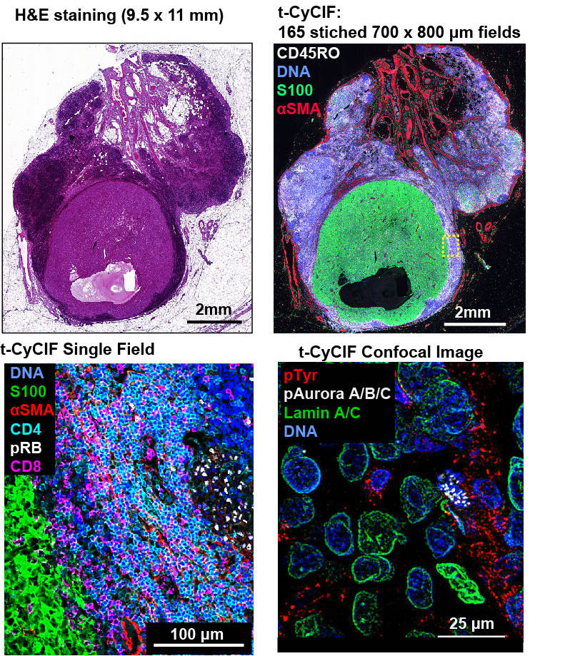 Methods and Reagents | CyCIF
